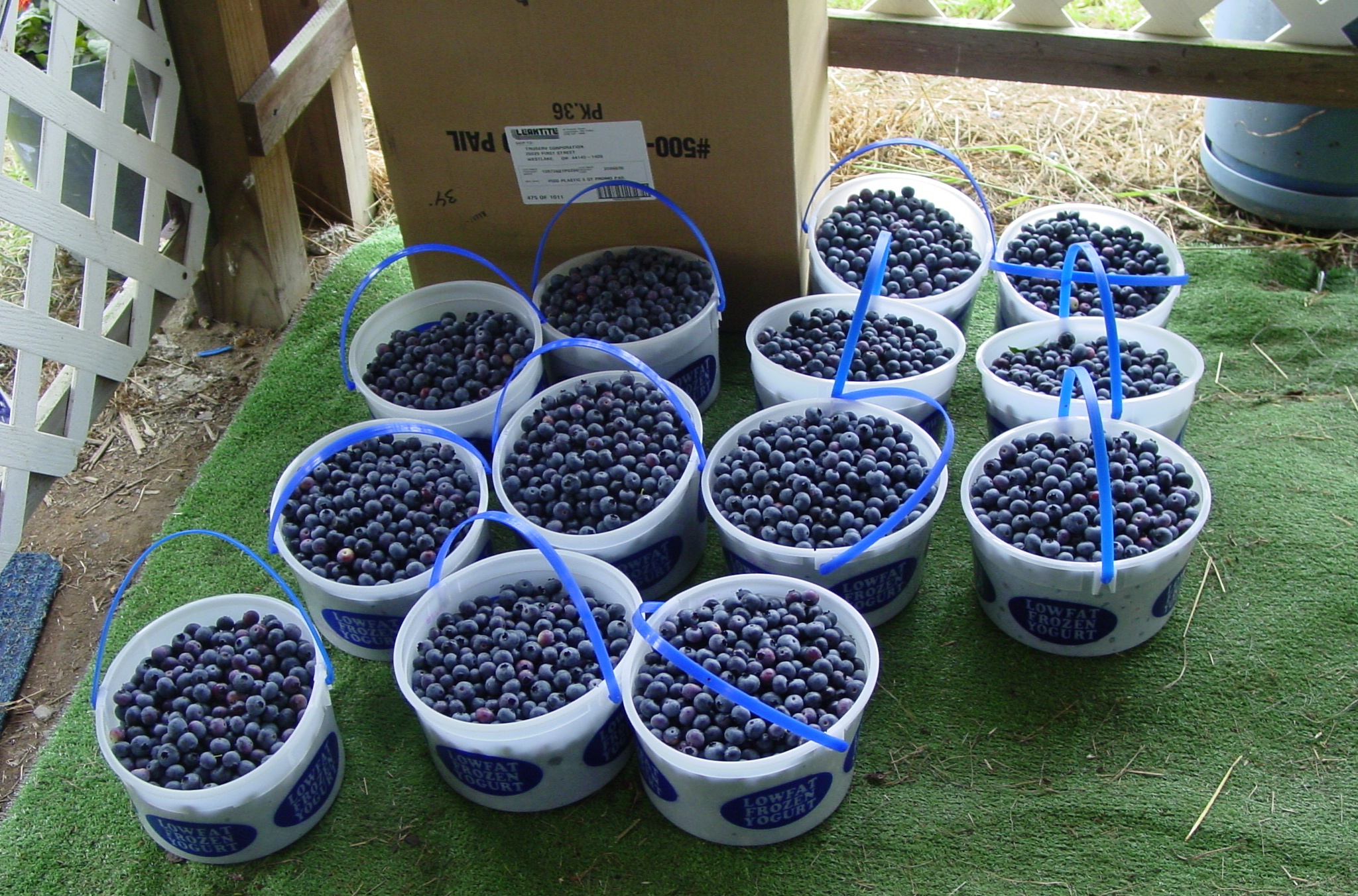 Blueberry Hill - Mercer County WV