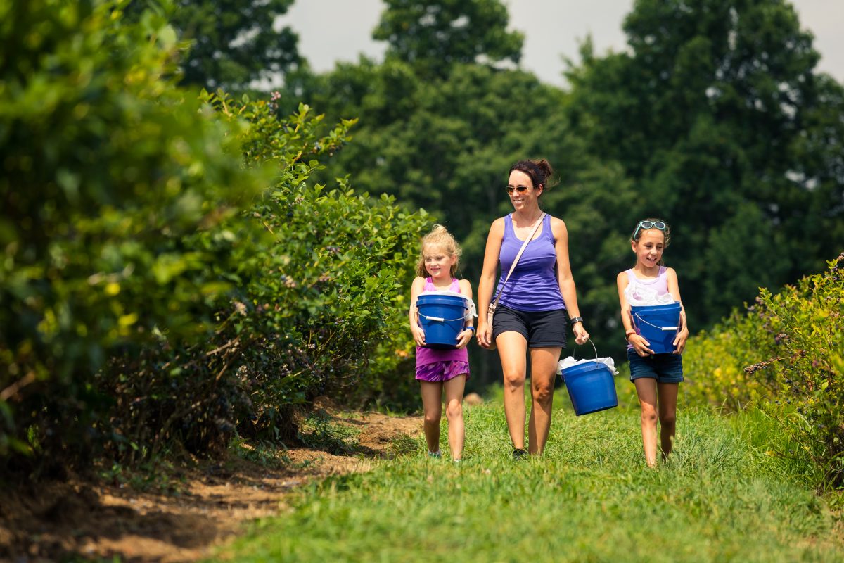 Pick Blueberries in WV This Summer at Blueberry Hill : Mercer County WV